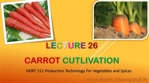 Carrot Ppt Horticulture Guruji