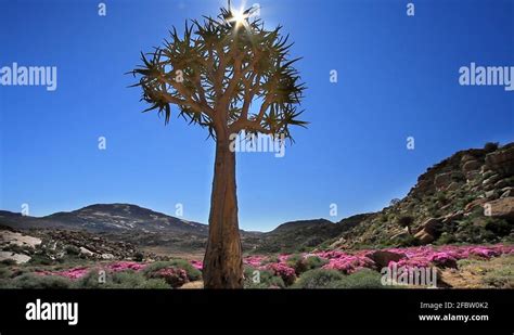 Karoo Flowers South Africa Stock Videos And Footage Hd And 4k Video