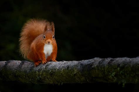 Red Squirrel Album On Imgur Red Squirrel Album On Imgur