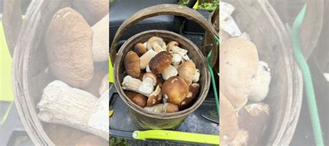 Белые грибы свежие купить в Череповце Товары для дома и дачи Авито