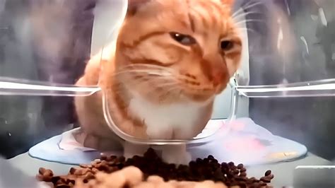 Кот подозрительно смотрит Откуда мем Youtube