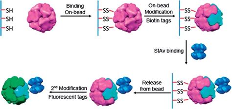 Surface Masking Approach For Toposelective Modification Of The Surface Download Scientific