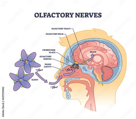 Olfactory Nerves With Sensory Facial Nose Organs Anatomy Outline Diagram Labeled Educational