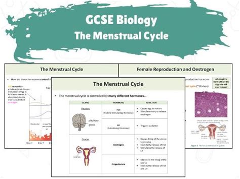 Gcse Biology The Menstrual Cycle Teaching Resources