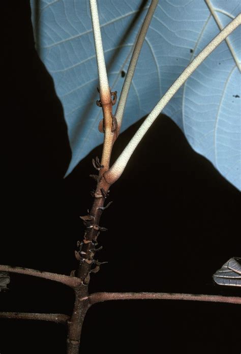 How To Propagate Pterospermum Diversifolium Propagate One