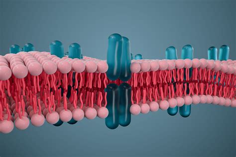 Cell Membrane Chromatography Using Halo Tag Technology