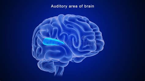 Zone Auditive Du Cerveau Humain Illustration Stock Illustration Du