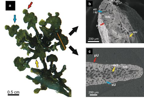 Segmented Green Macro Alga Halimeda Opuntia A Growing Alga With Young Download Scientific