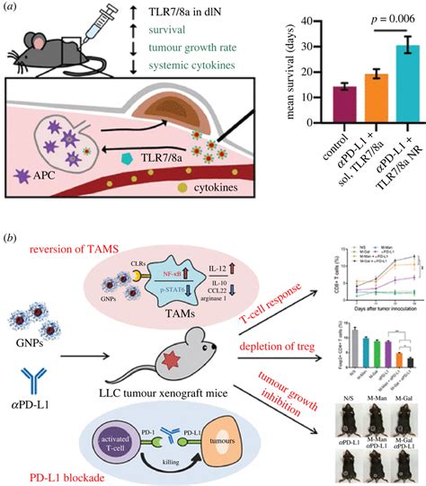 Combination Approaches Targeting Pd 1pd L1 For Anti Cancer