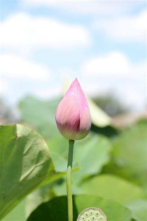 유토이미지 핑크 꽃봉오리와 연꽃 잎과 하늘 배경