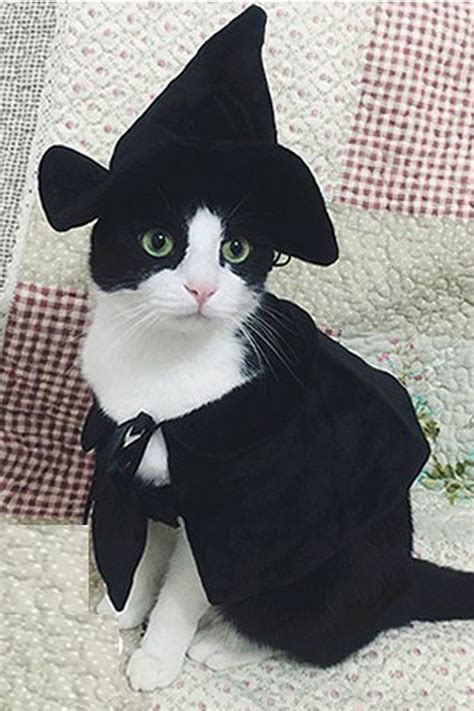 30 Pet Cat Halloween Costumes 2017 Cute Ideas For Cat Costumes