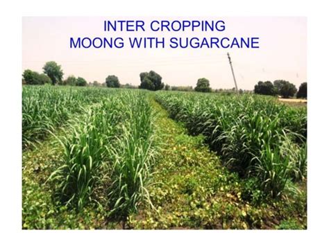 Cropping System Types PPTX Agriculture Industries