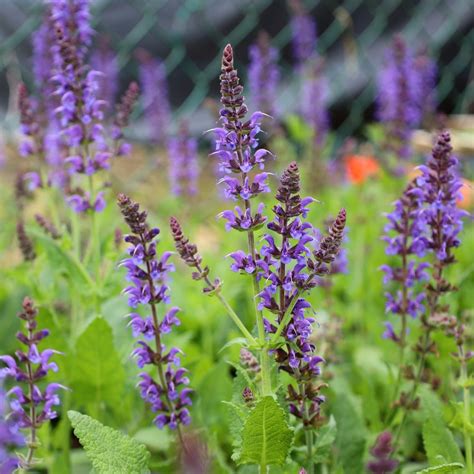 Salvia