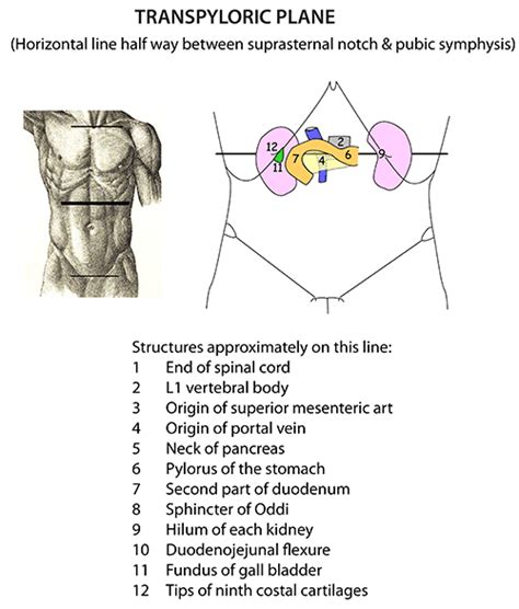 Transpyloric Plane Anatomy Practical 3 Flashcards Quizlet