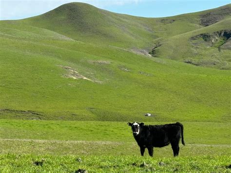 Cow Buffalo Sheep Photos Download The Best Free Cow Buffalo Sheep
