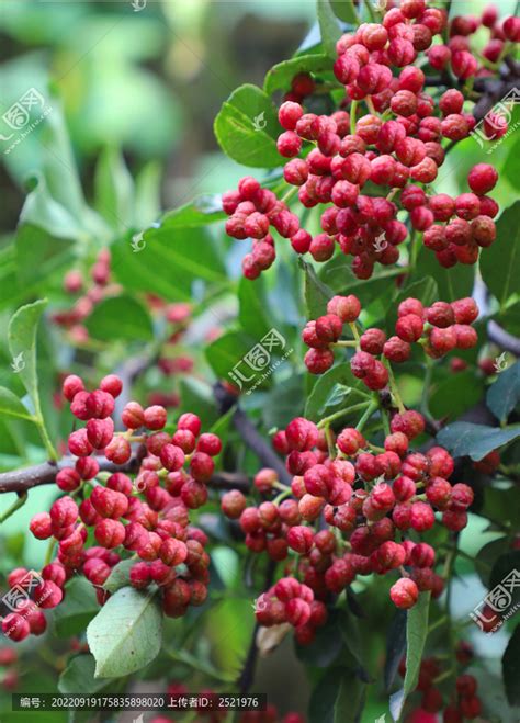 花椒 果实 植物花草 摄影素材 汇图网www huitu