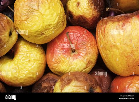 Shriveled Apples Can You Eat ‘em Or Toss ‘em Bistrolafolie