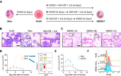 Figure 1 From Human Isogenic Cell Line Models For Neutrophils And Myeloid Derived Suppressor