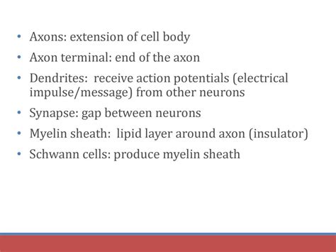 NERVOUS SYSTEM II PP Ppt Download