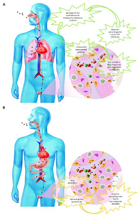 Two Plausible Scenarios Exposure Based On Gathered Data A Chronic Download Scientific