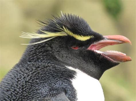 Eastern Rockhopper Penguin New Zealand Birds Online Penguins
