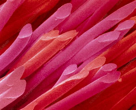 Coloured SEM Of Fibres Of Nib Of Felt Tip Pen Stock Image H100 0454 Science Photo Library