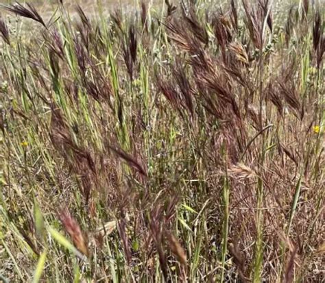 15 Types Of California Native Grasses With Pictures