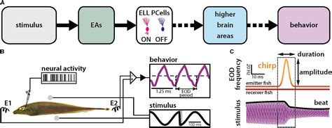 frontiers neural synchrony gives rise to amplitude and duration