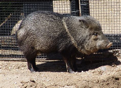 Collared Peccary Freccia45
