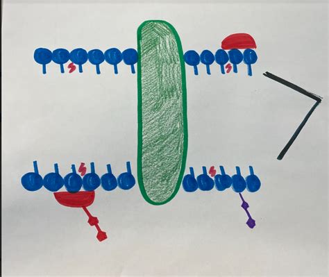Cell Membrane Diagram Quizlet Cell Membrane Diagram Quizlet