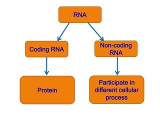 RNA Structure Analysis PPT