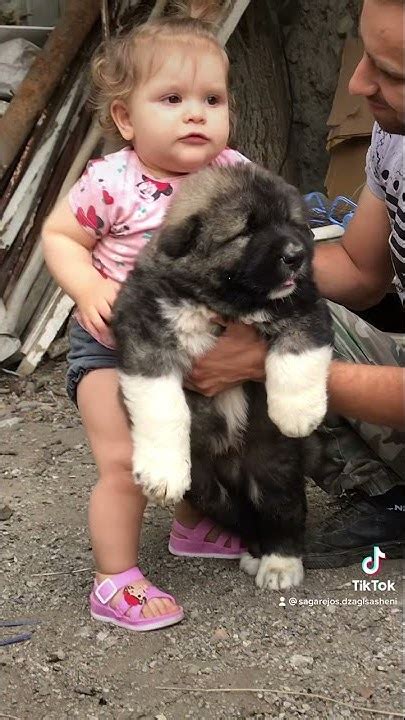 Qartuli Nagazi ქართული ნაგაზის ლეკვბი იყიდება ძაღლსაშენი საგარეჯო☎️598900750 Youtube