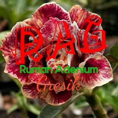 Bunga Adenium