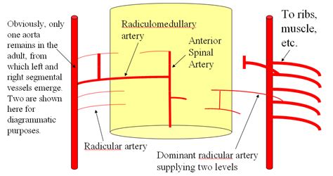 Neurovascular Evolution