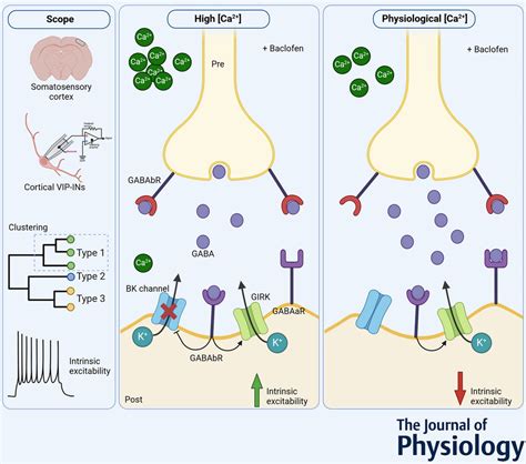 the journal of physiology vol 603 no 5