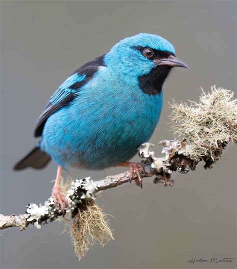 11 de Junho de 2021 Expedição para fotografia de aves pelo Parque