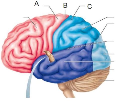 Lab 12a Brain Flashcards Quizlet
