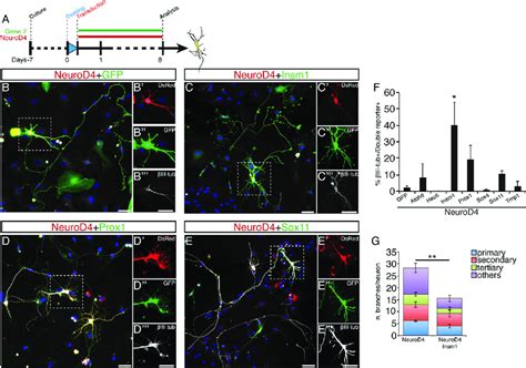 Combinations Of Common Downstream Targets Reprogram Astrocytes Into