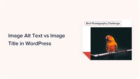 Image Alt Text Vs Image Title In Wordpress Whats The Difference