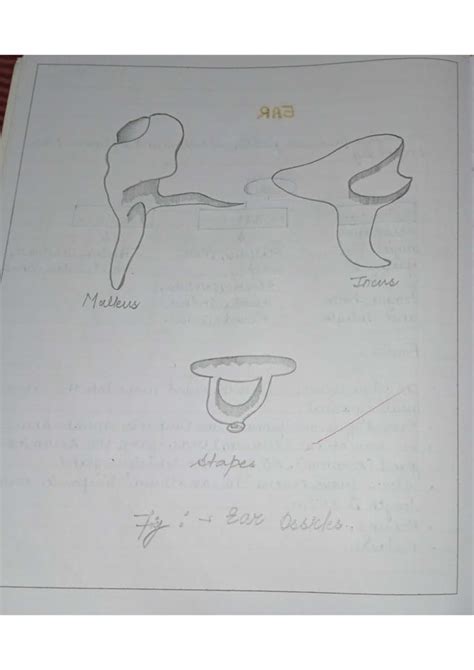 Anatomy Practical Copy Pdf