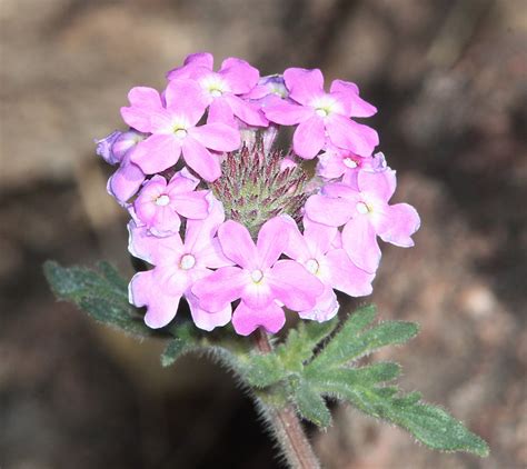 Verbena Gooddingii Gooddings Verbena Plantmaster