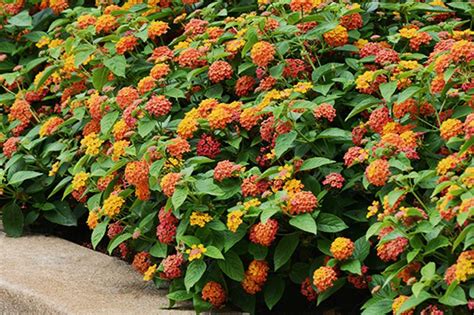 8 Plantas Que Dão Flores O Ano Inteiro Casa E Decoração Decorar
