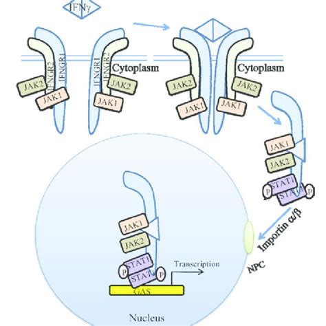 Classical Model Of Interferon Signaling A Signaling Through The Download Scientific Diagram
