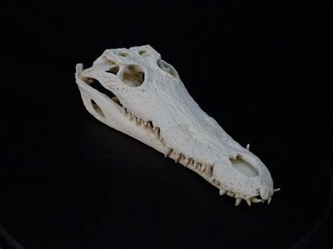 Large Nile Crocodile Skull Crocodylus Niloticus With Import Ref