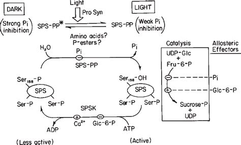 Figure 1 From Role And Regulation Of Sucrose Phosphate Synthase In