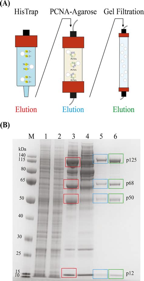 Purification Of Human Recombinant Pol From Sf9 Insect Cells A A
