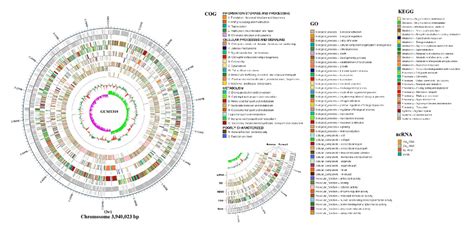 Figure 2 From Whole Genome Sequence Of Bacillus Velezensis Strain