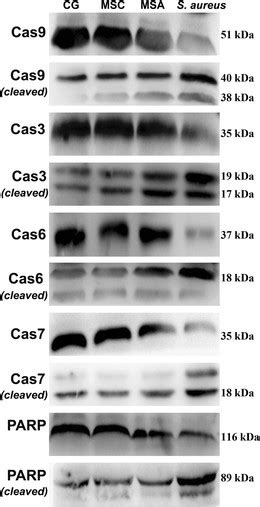 Effects Of Se On The Caspase Pathway The Cleaved And Uncleaved Cas9