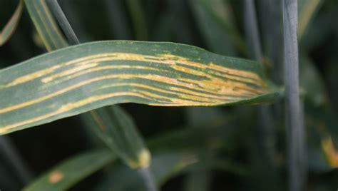 More Changes In Yellow Rust In Wheat Helping Farmers In Scotland