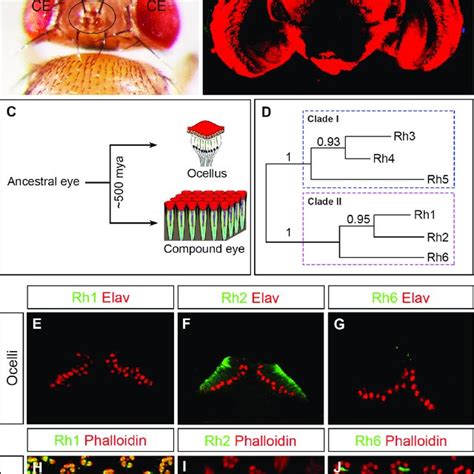 Overview Of An Insect Visual System Its Evolutionary Diversification